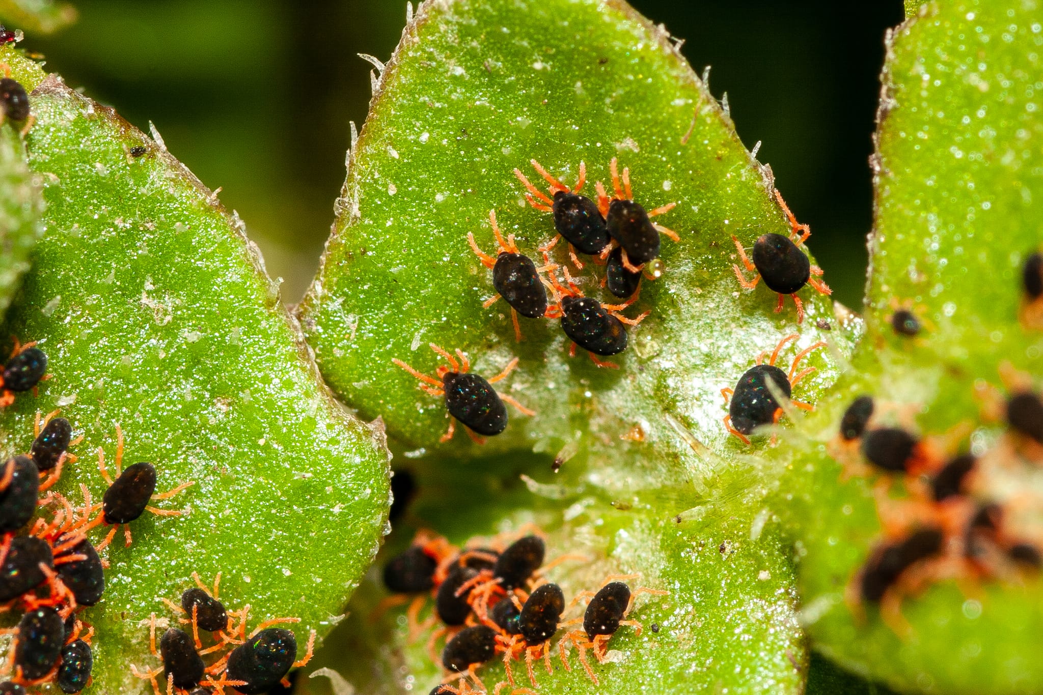 Future options for the control of the redlegged earth mite in pasture ...