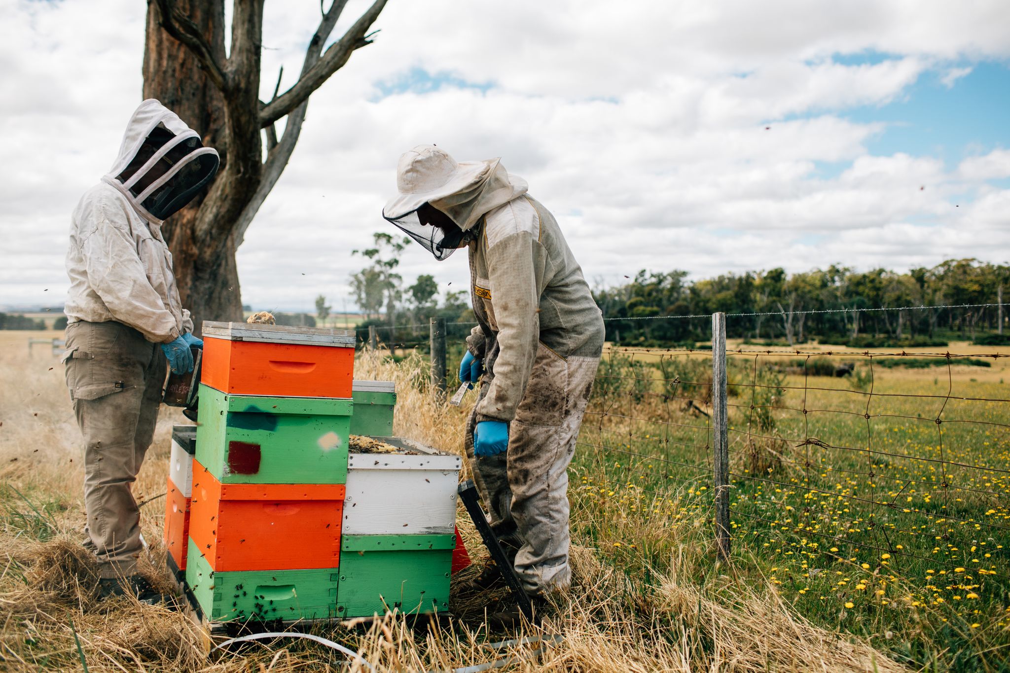 Honey Bee & Pollination | AgriFutures Australia