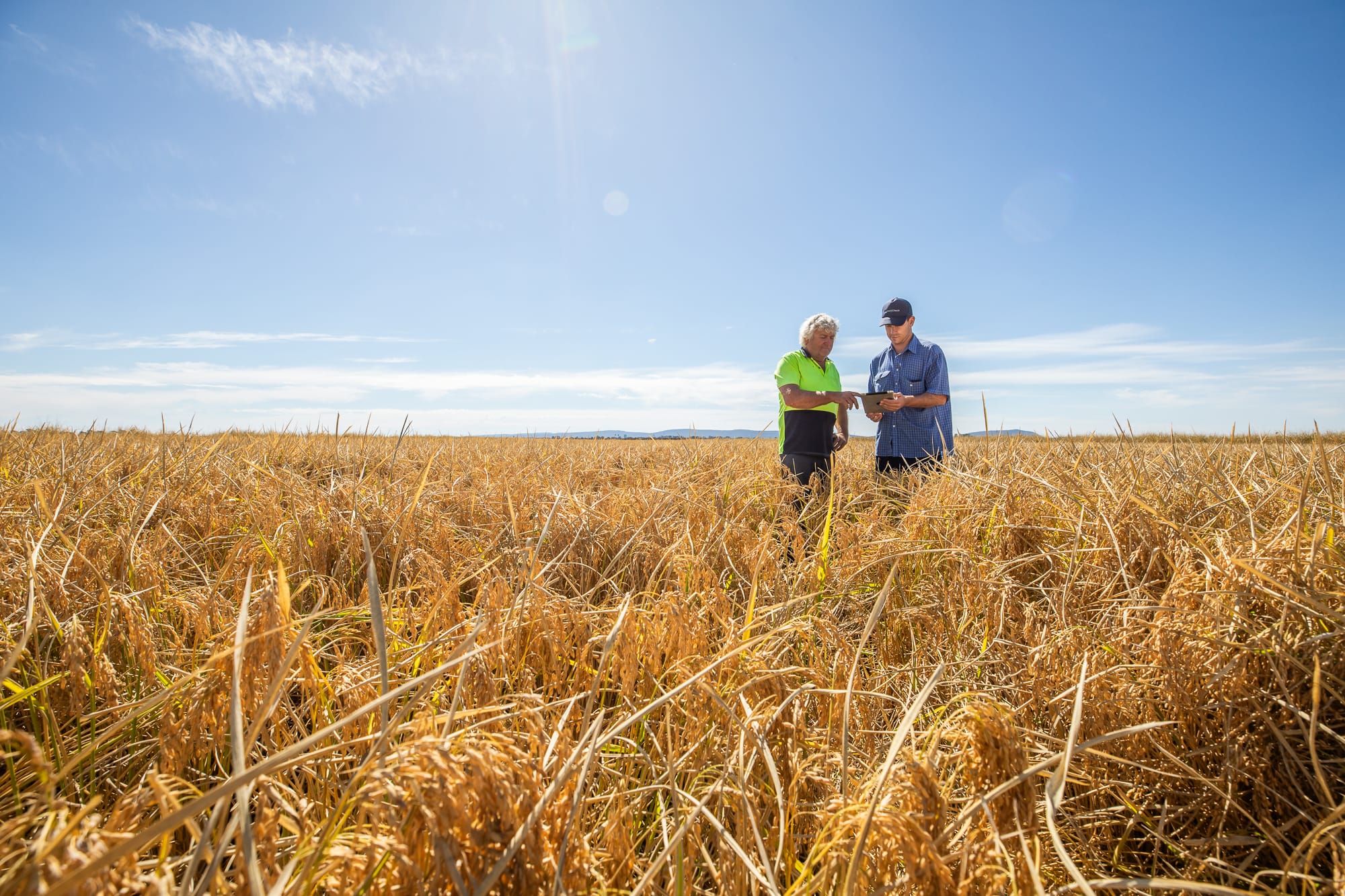 Industry driving rice research, development and extension – your ...