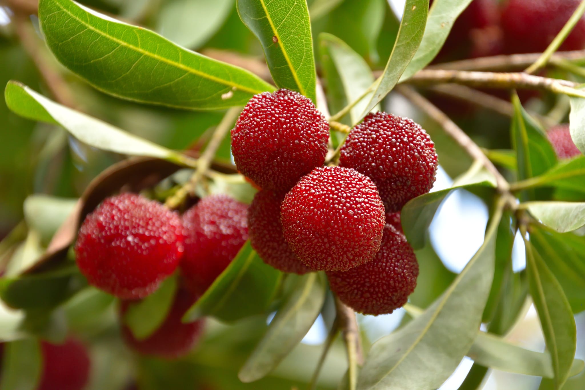 Berry good news: Tissue culture technology giving pomegranate and red ...