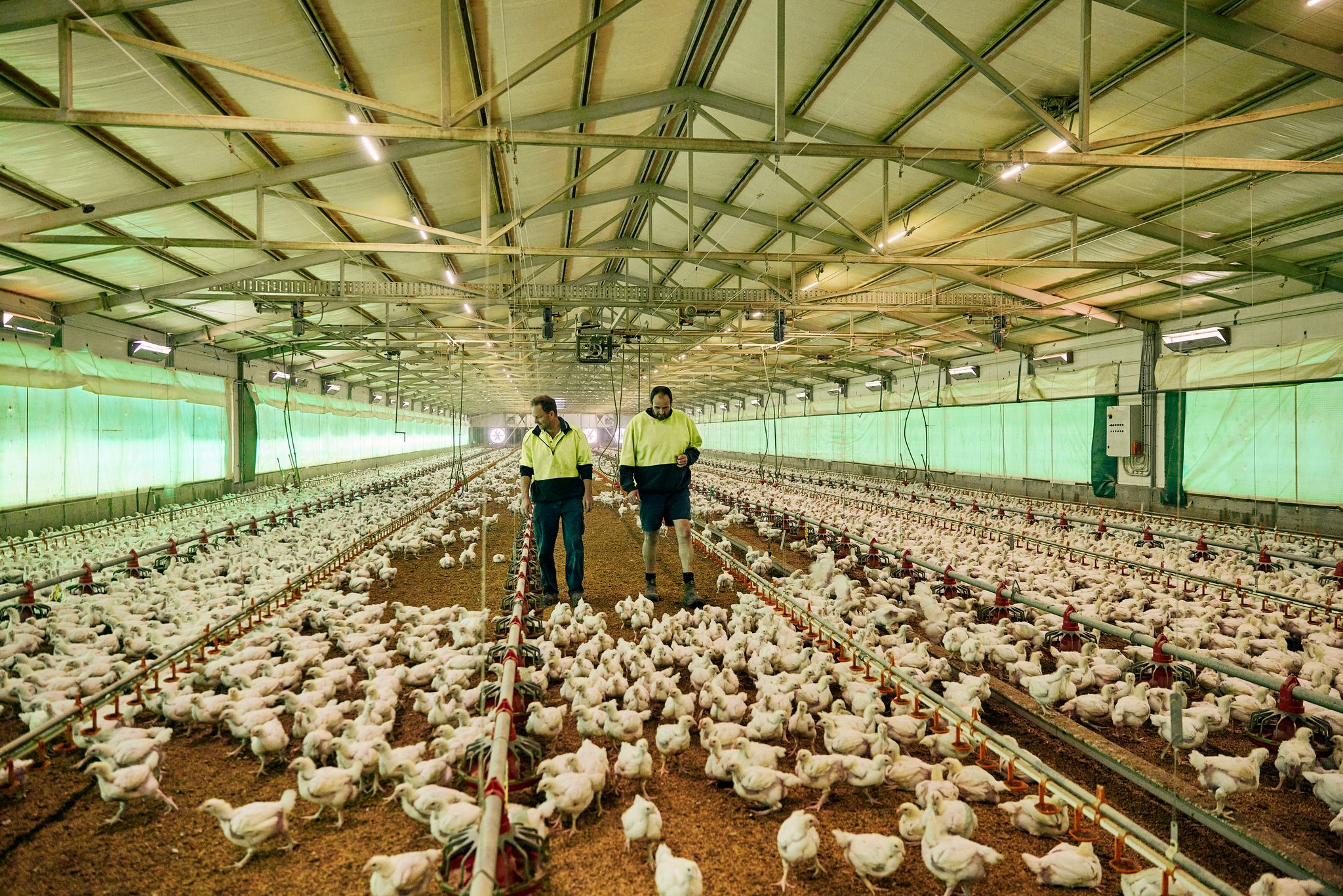 Eight new research projects to boost the chicken meat industry ...