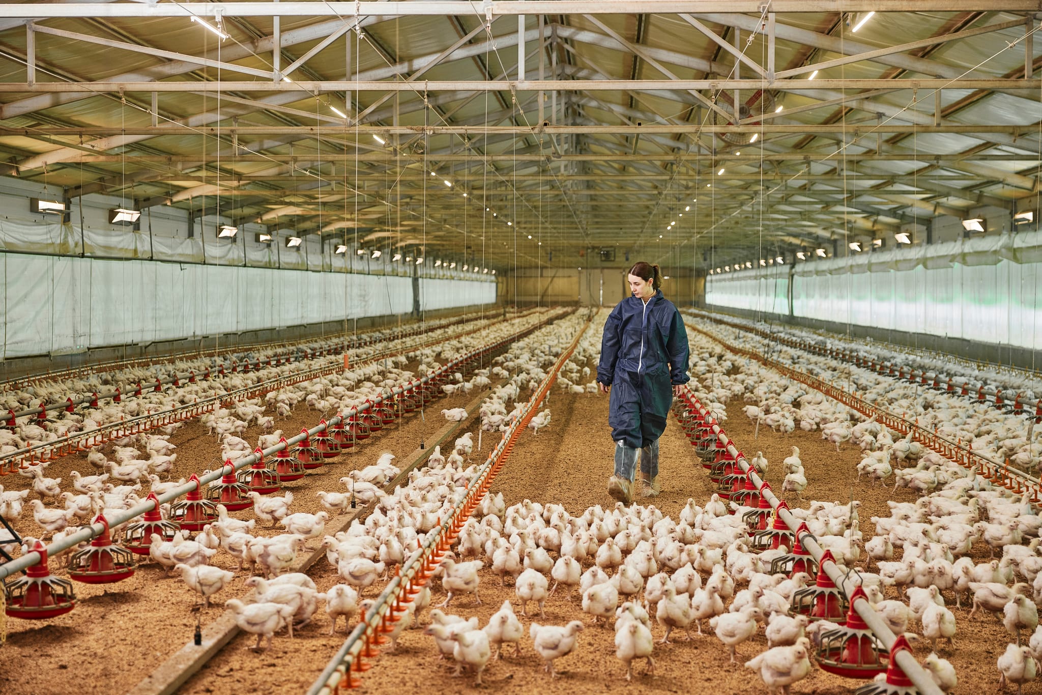 Fact sheet: Identifying new revenue opportunities for the chicken meat ...
