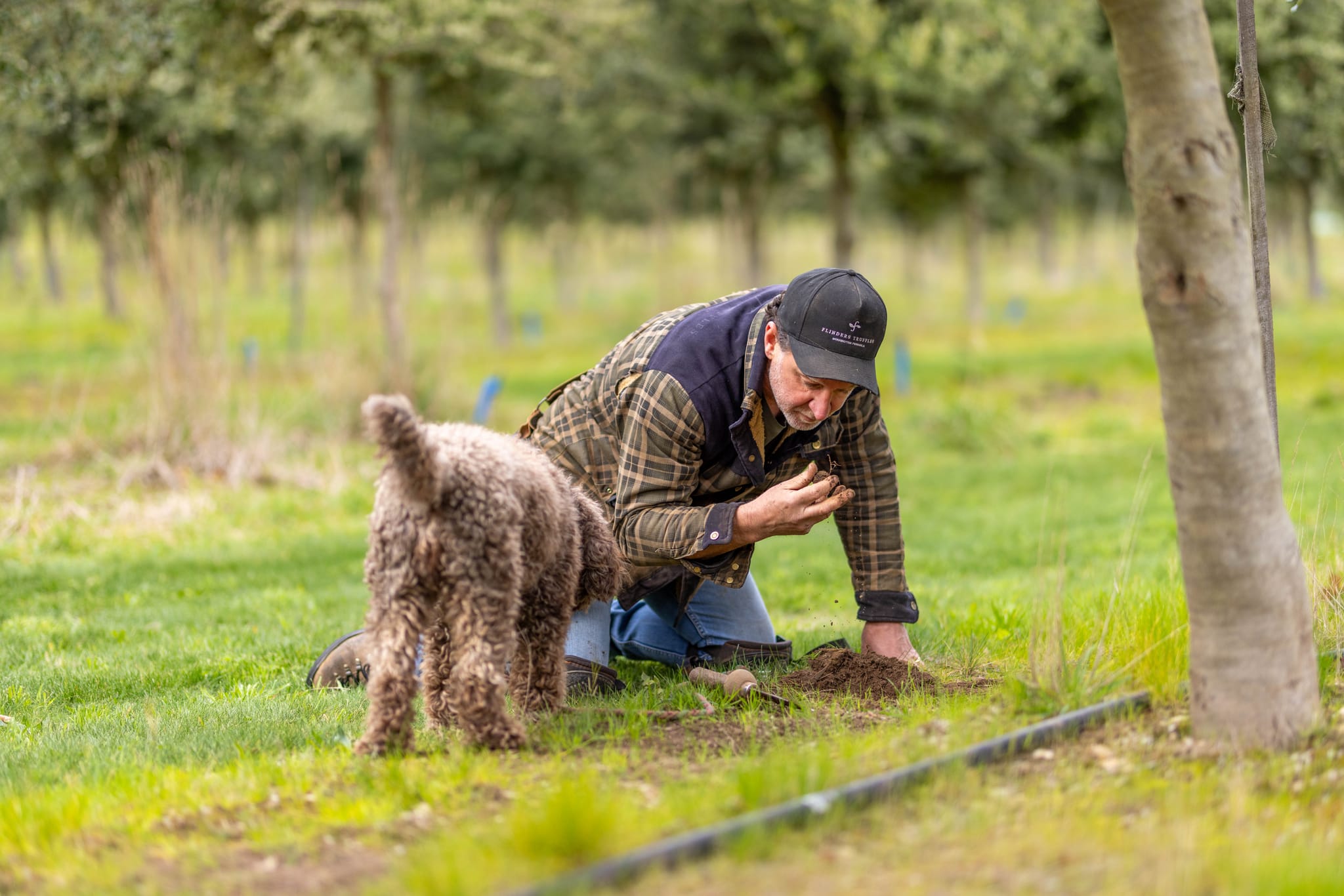 Improving truffle orchard floor management | AgriFutures Australia