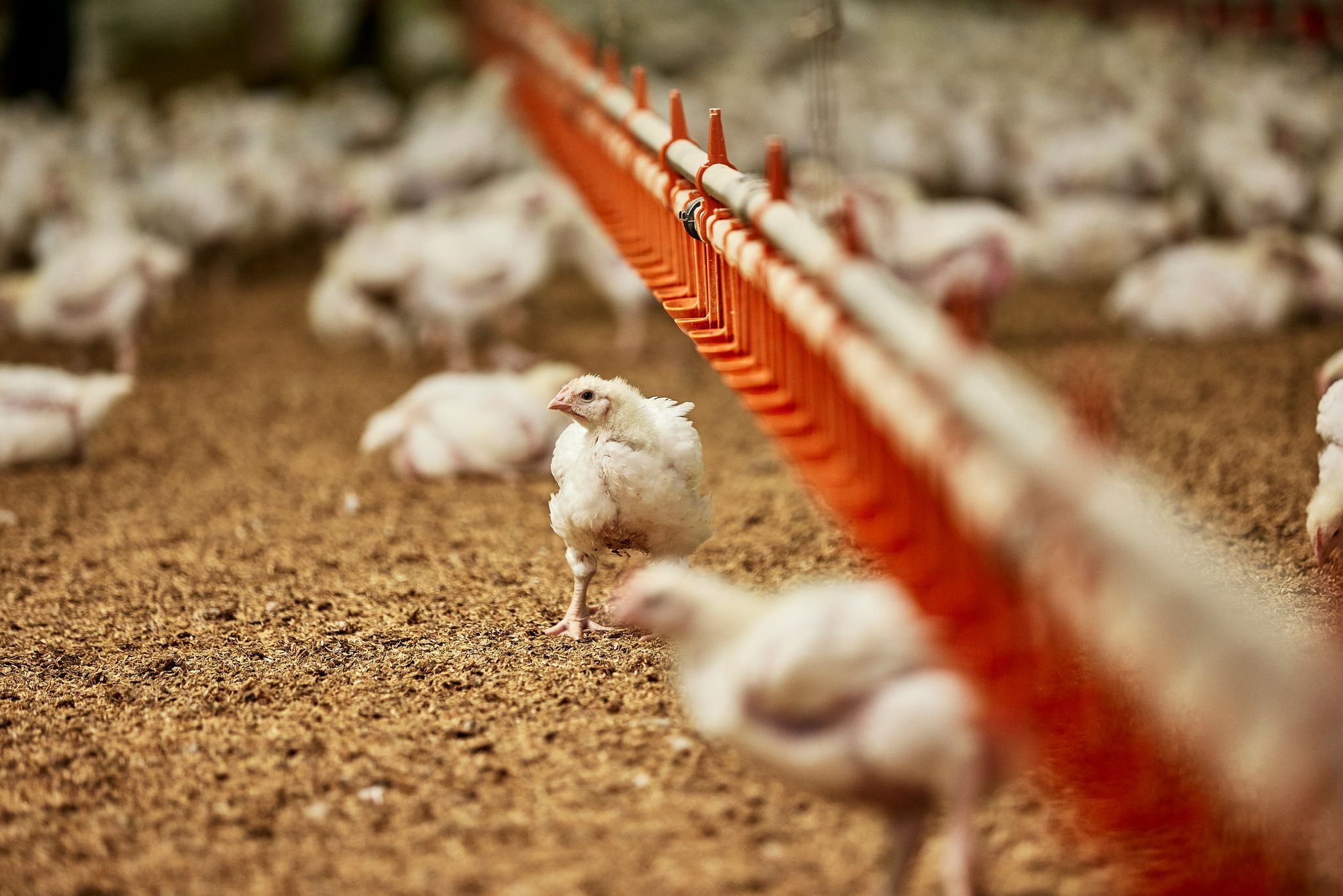 Expert insights and discussion: AgriFutures Chicken Meat Program ...