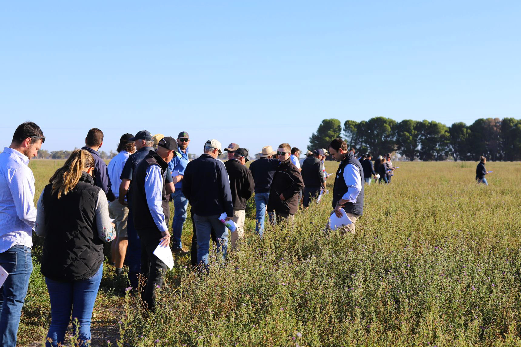 2025 Lucerne Australia Field Day | AgriFutures Australia