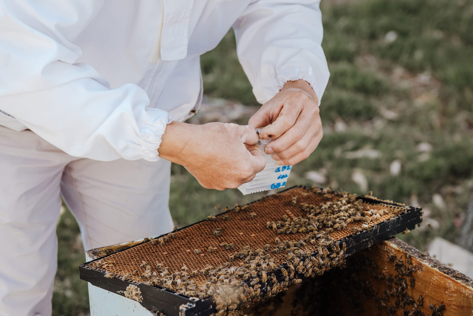 Honey Bee & Pollination | AgriFutures Australia