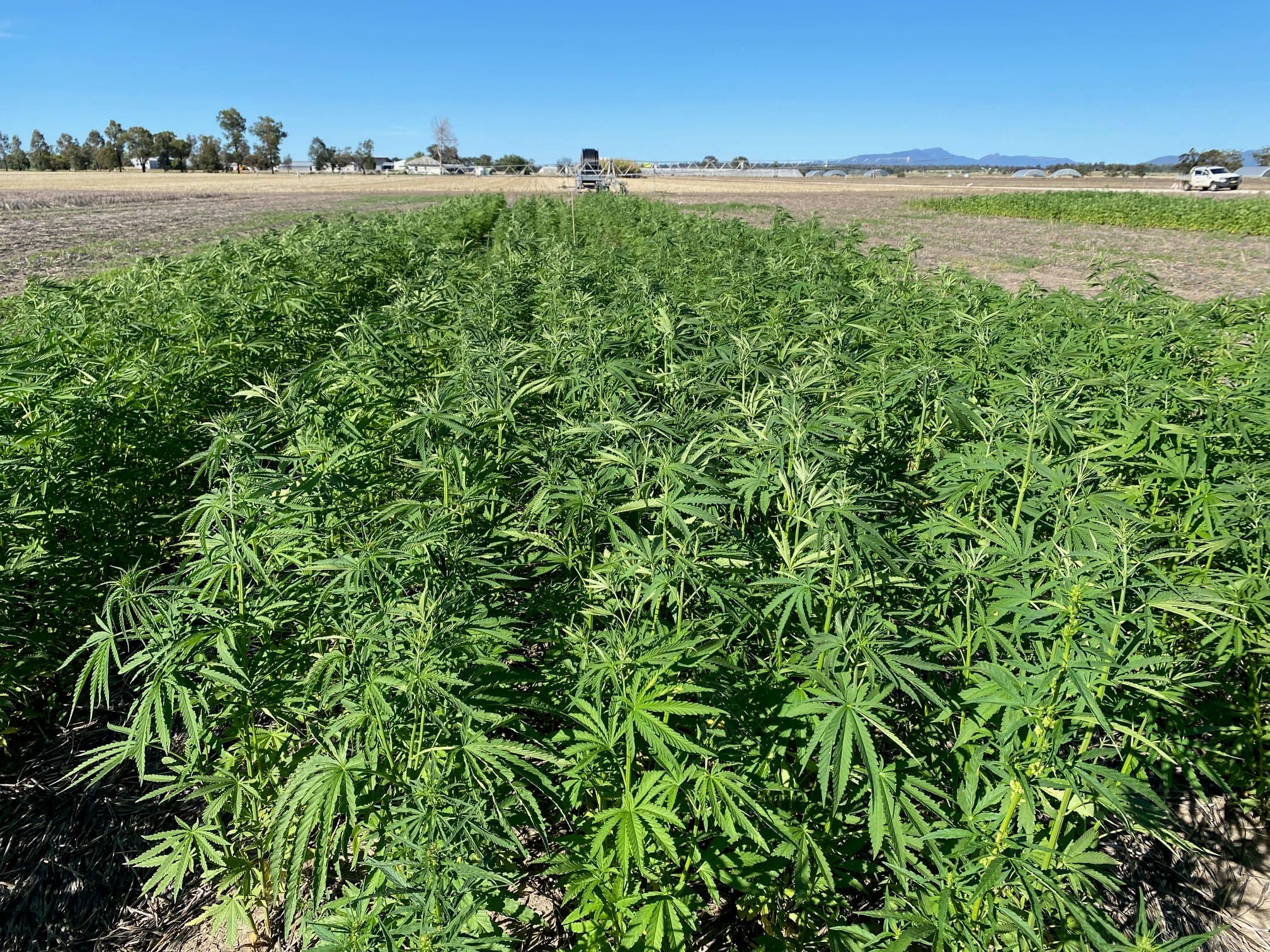 Industrial Hemp Variety Trials: Results from The University of Sydney ...