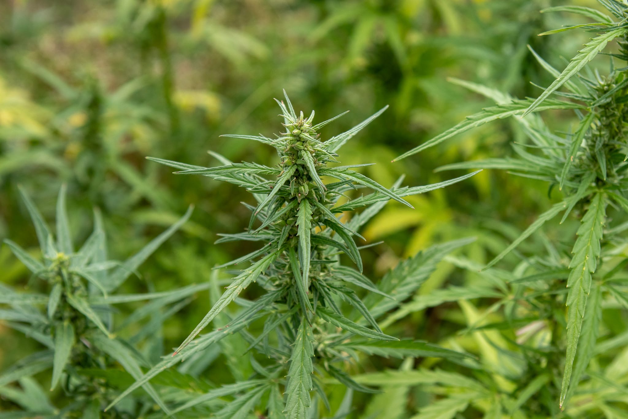 Industrial Hemp Variety Trials: Results from the Manjimup trial site ...