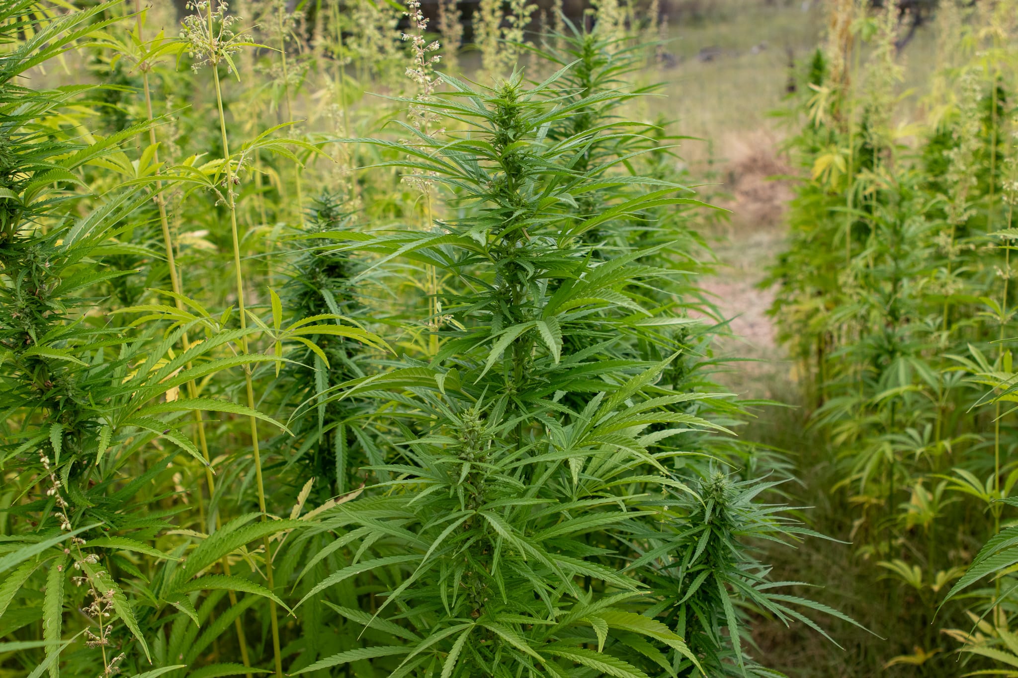 Industrial Hemp Variety Trials: Results from The University of Sydney ...