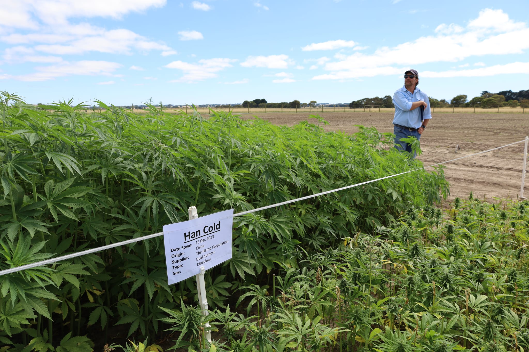 Industrial Hemp Variety Trials: Results from the Hamilton SmartFarm ...