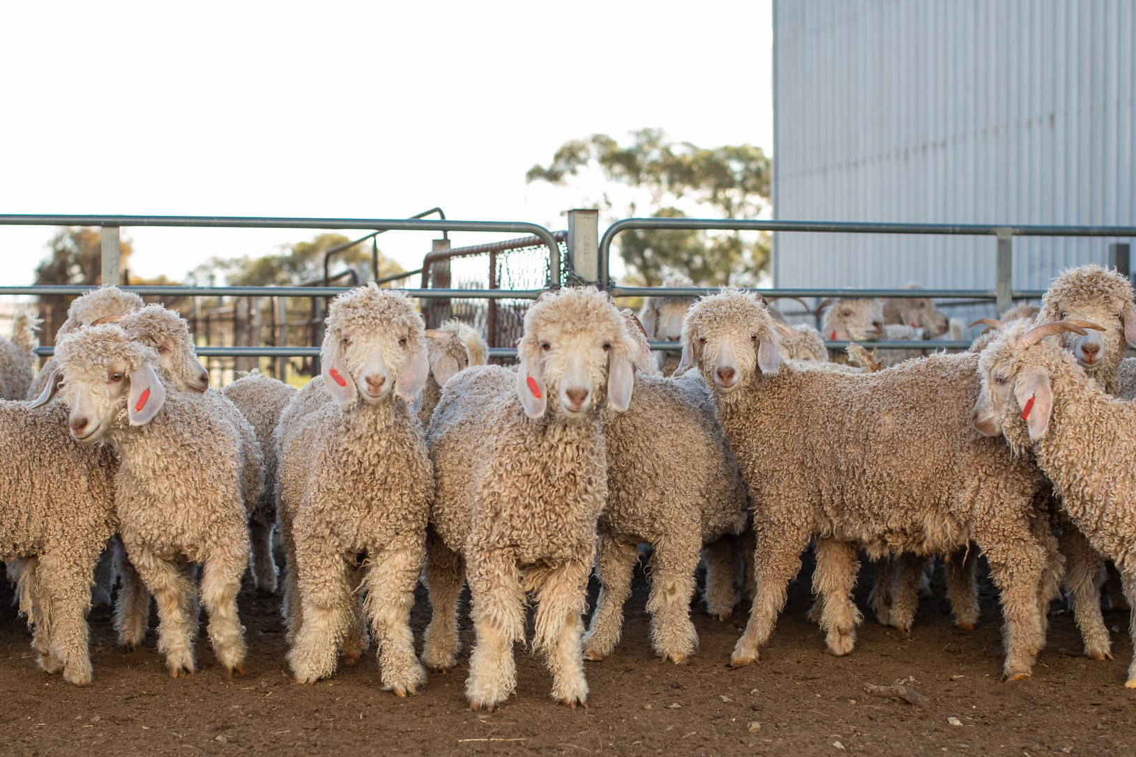Goat Fibre On-Farm Field Day | AgriFutures Australia