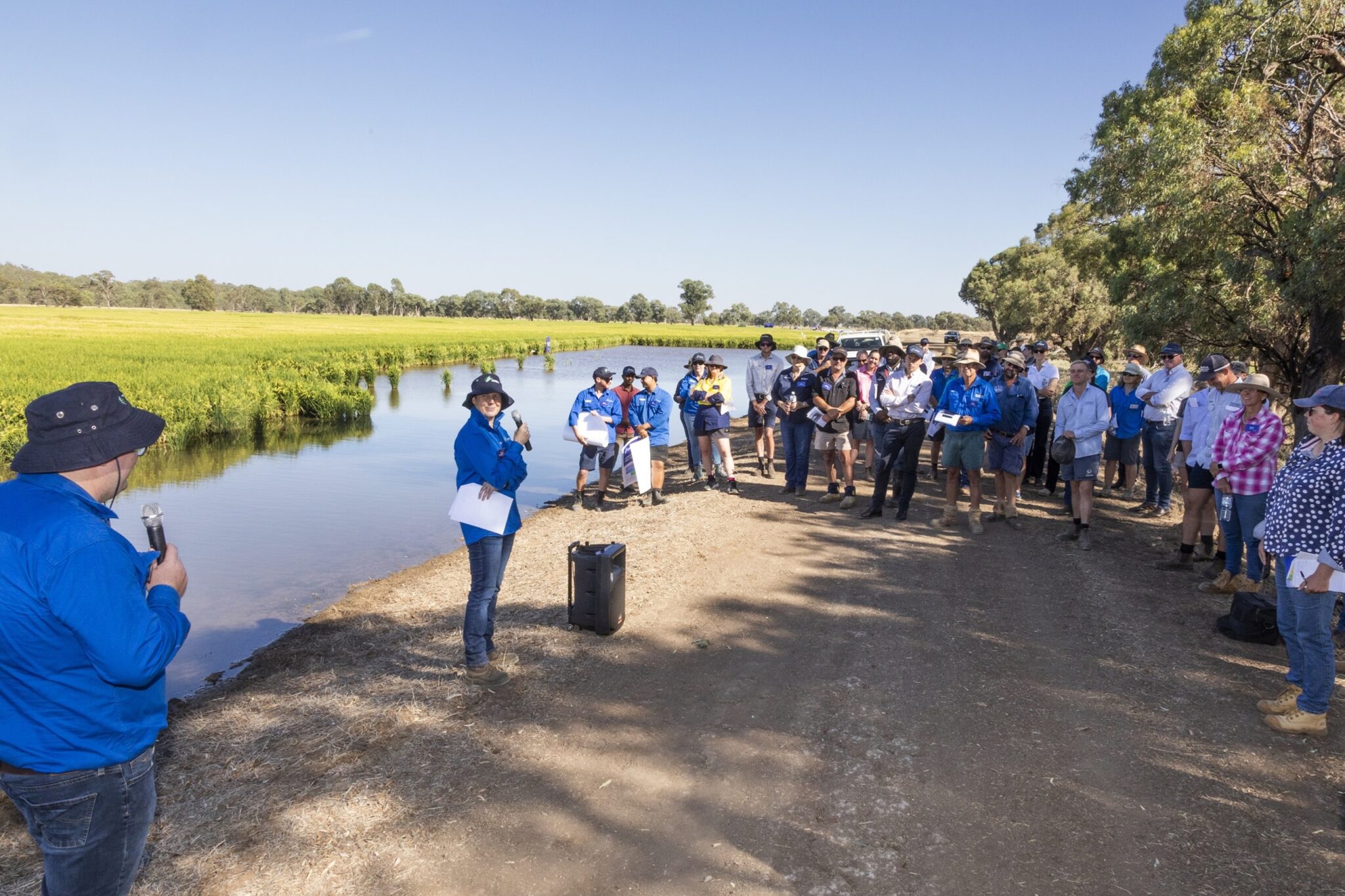 Latest in rice breeding on show at grower field day | AgriFutures Australia