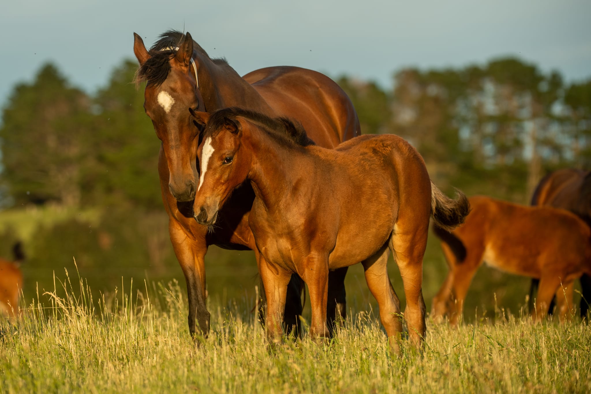 Project overview: Case-control study of mid-to-late-term pregnancy loss ...