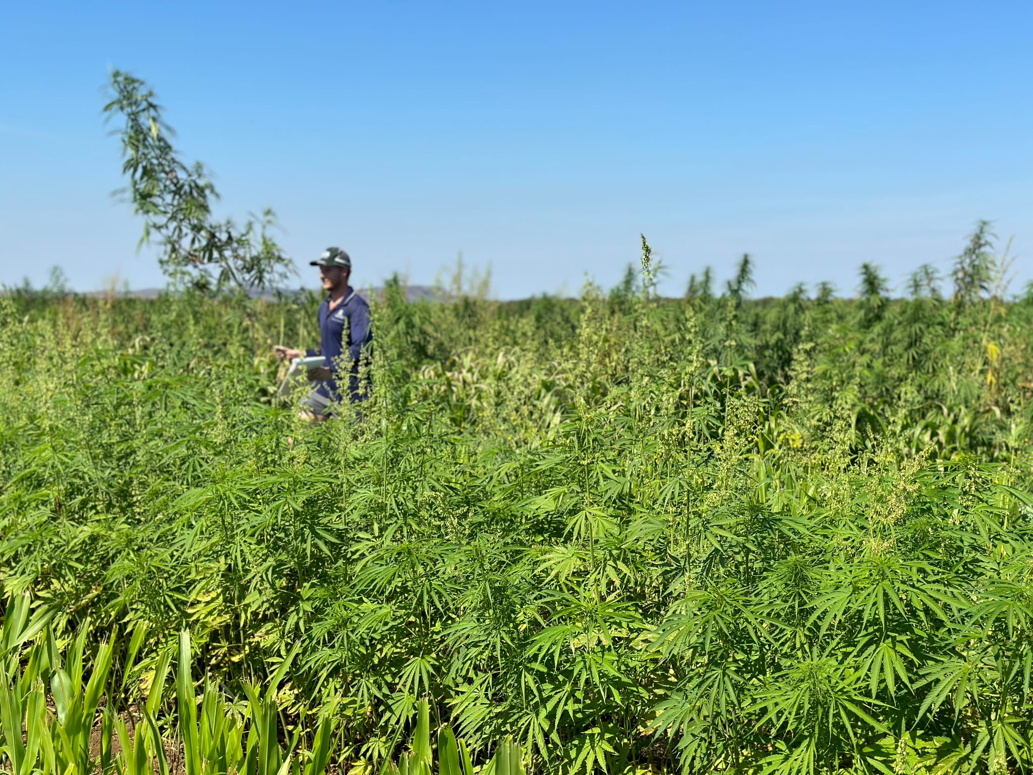 Industrial Hemp Variety Trials: Results from the Kununurra trial site ...