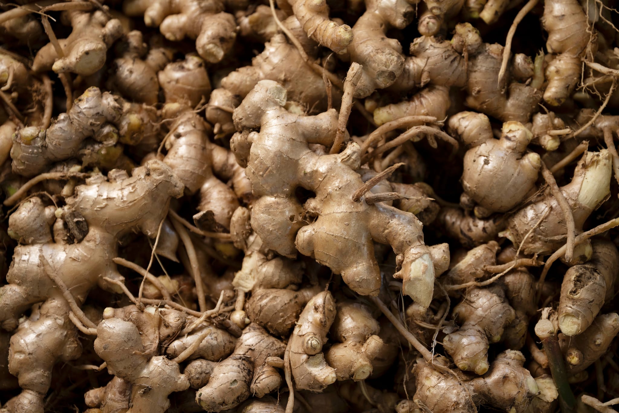 Exploring global insights to strengthen Australia’s ginger industry ...