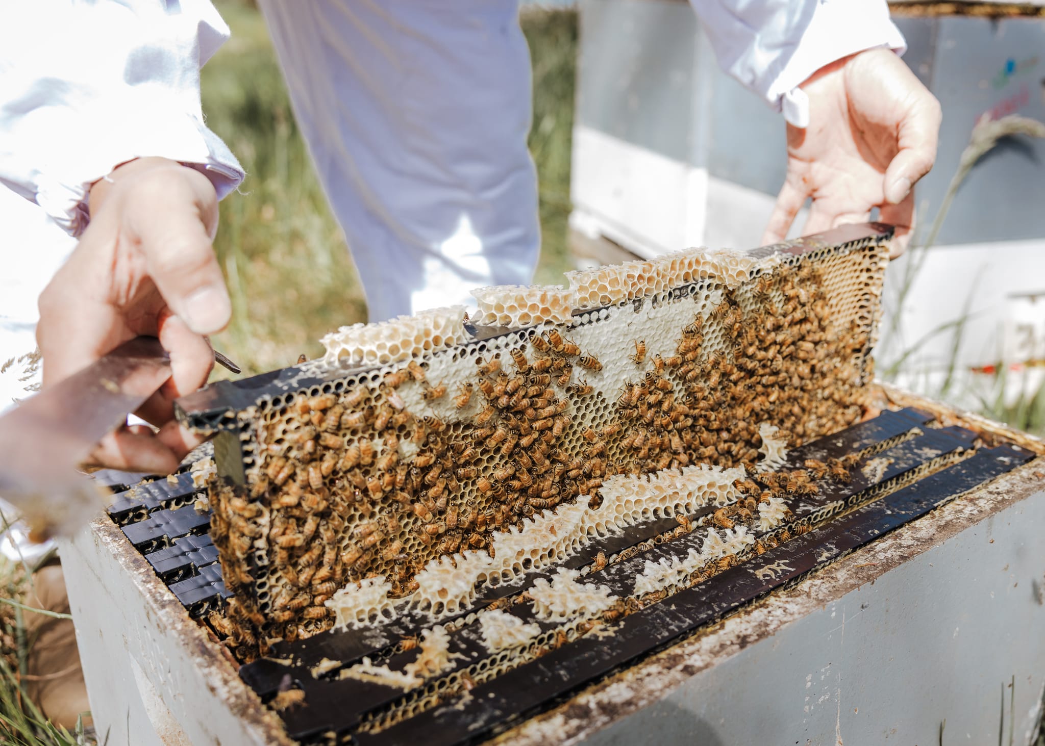 Help shape the future of Australia’s honey bee and pollination industry ...