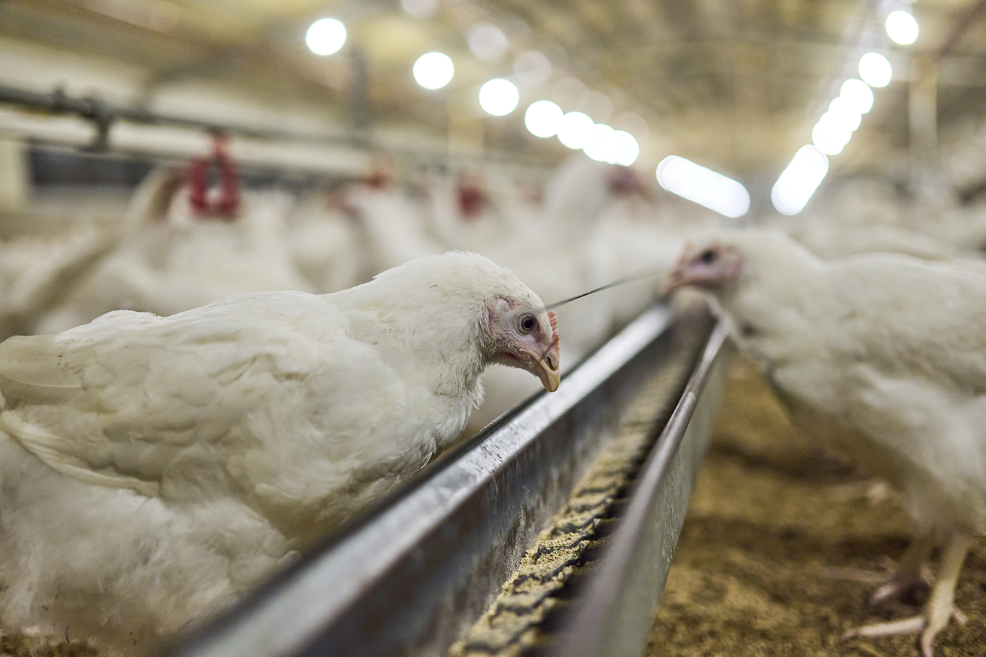 Waste not, want not: Rebel Northey’s quest for sustainable poultry ...