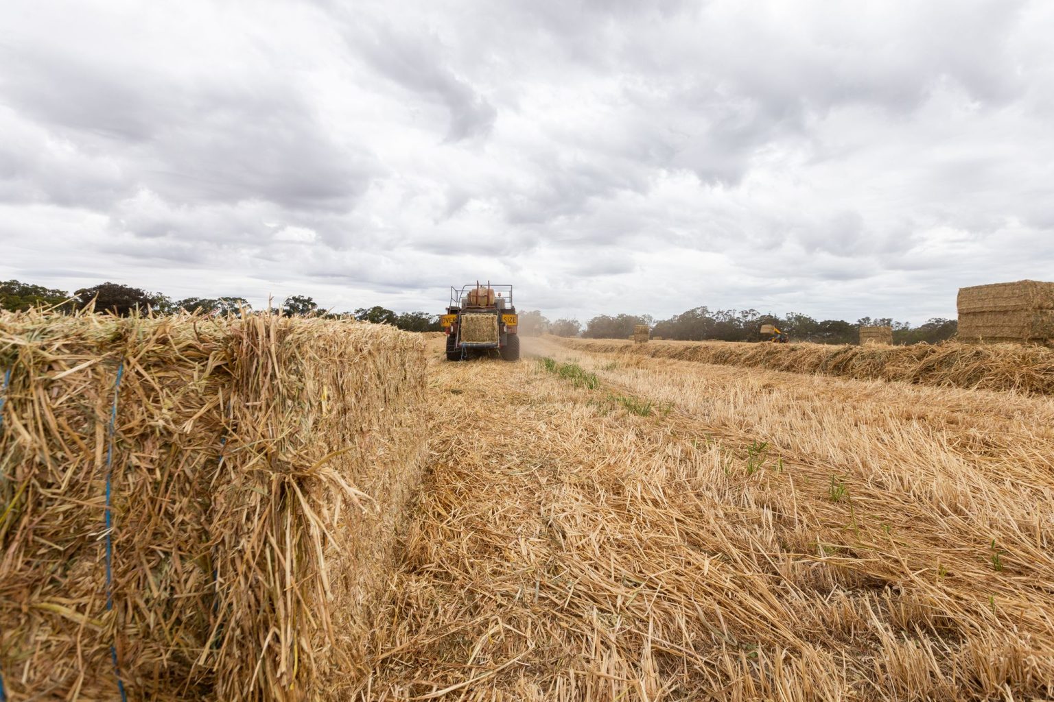 AFIA National Fodder Conference | AgriFutures Australia