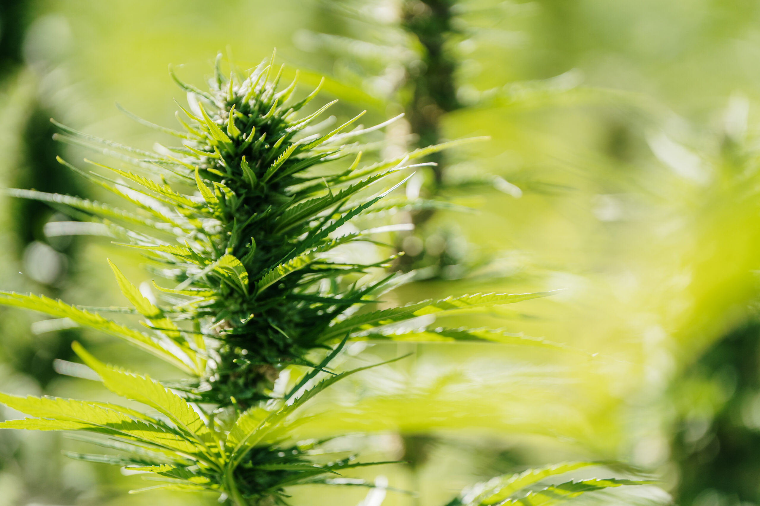 Industrial Hemp Variety Trials: Results from the Epping Forest trial ...