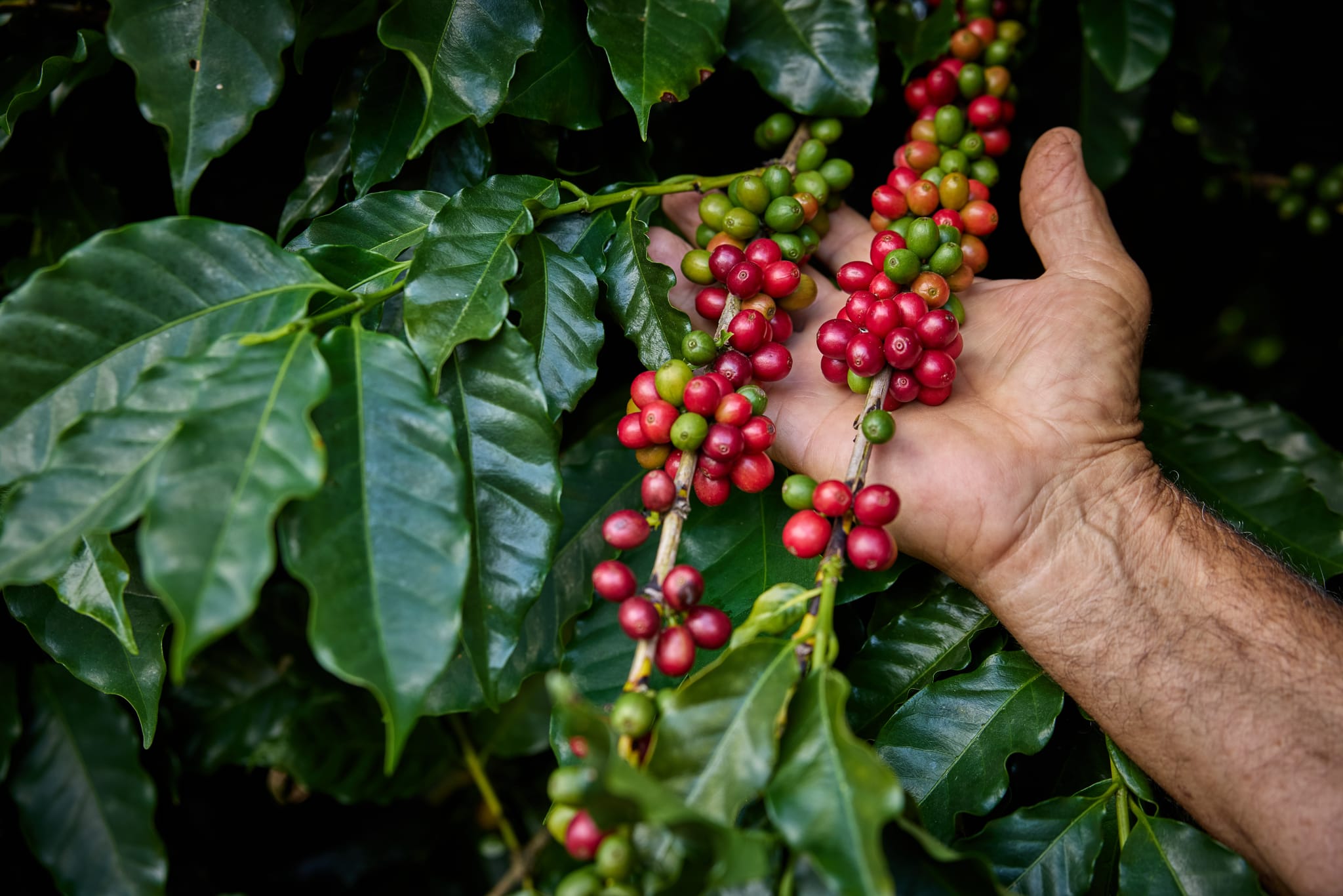Brewing an Australian future: The rise of locally grown coffee ...