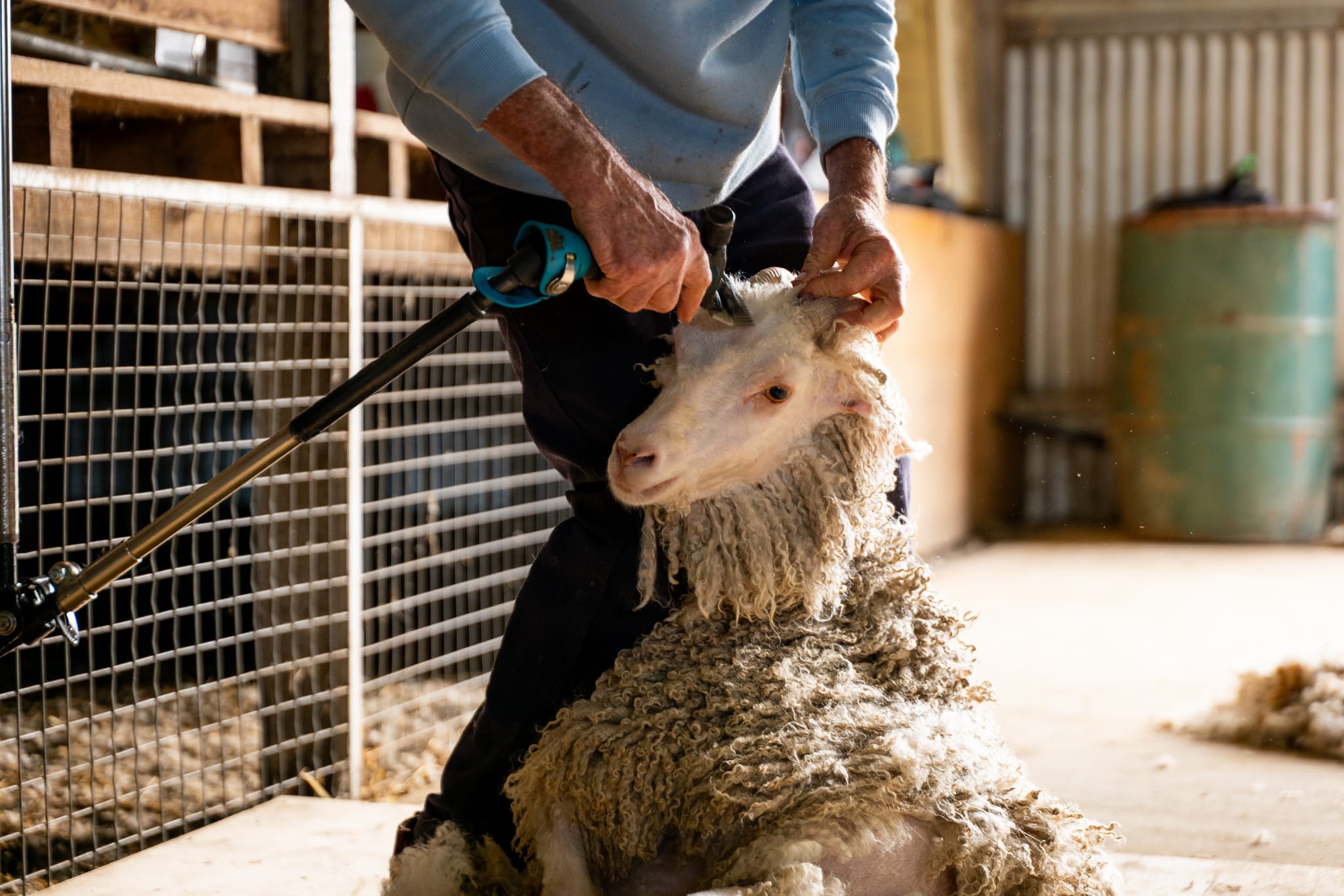 Gateway to growth: Unlocking the potential of the Australian goat fibre industry | AgriFutures ...