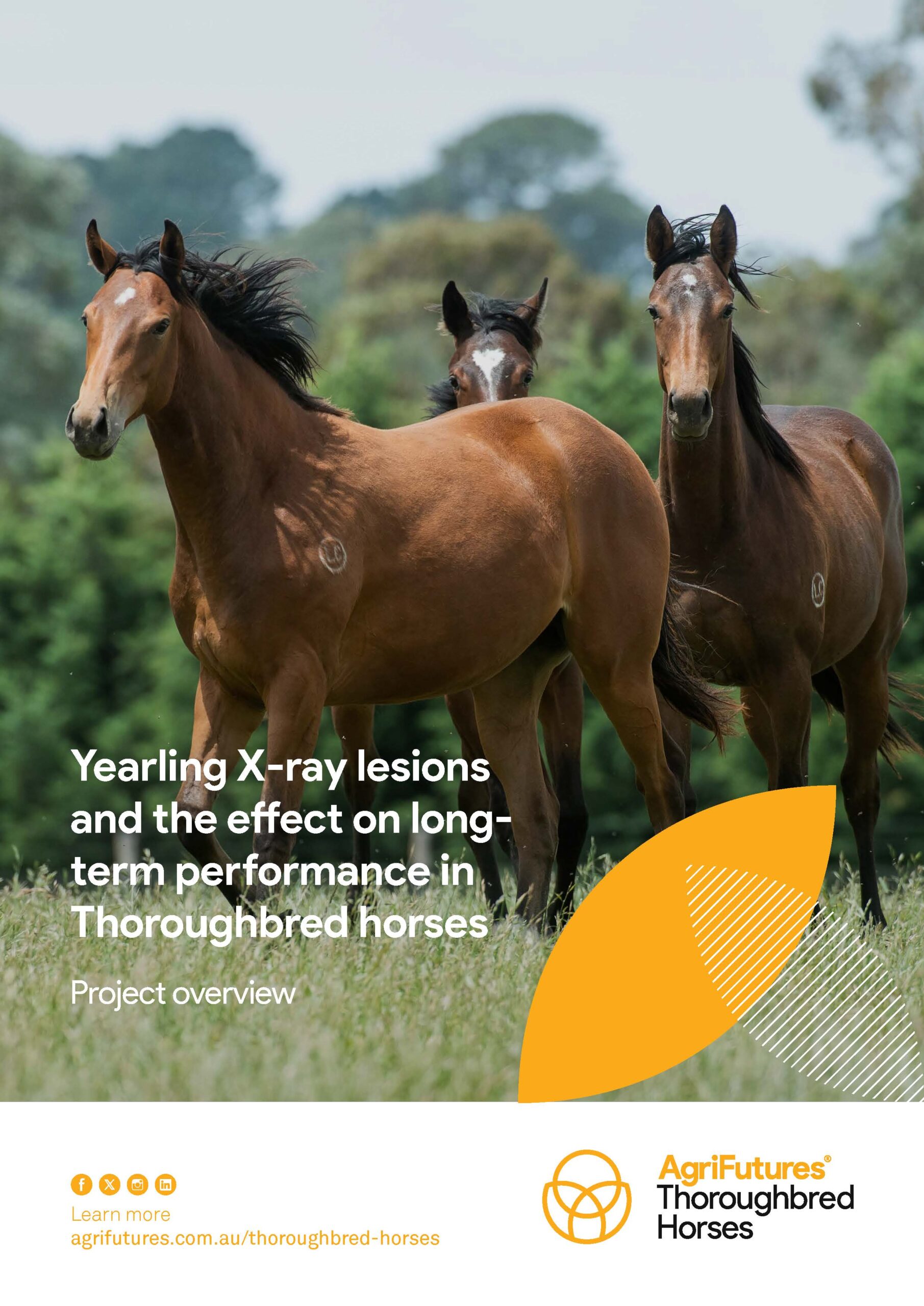 Yearling X-ray lesions and the effect on longterm performance in ...