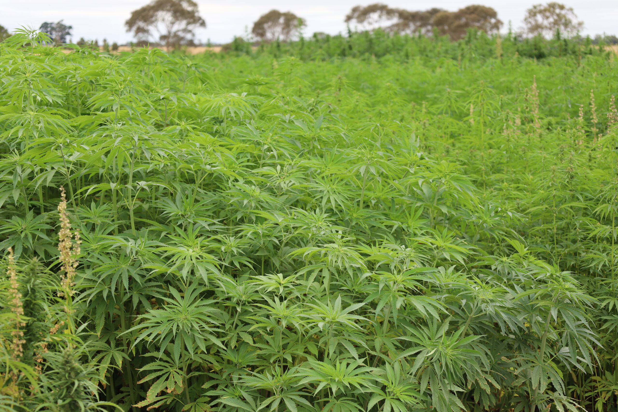 Industrial Hemp Variety Trials Final Report – Hamilton SmartFarm ...