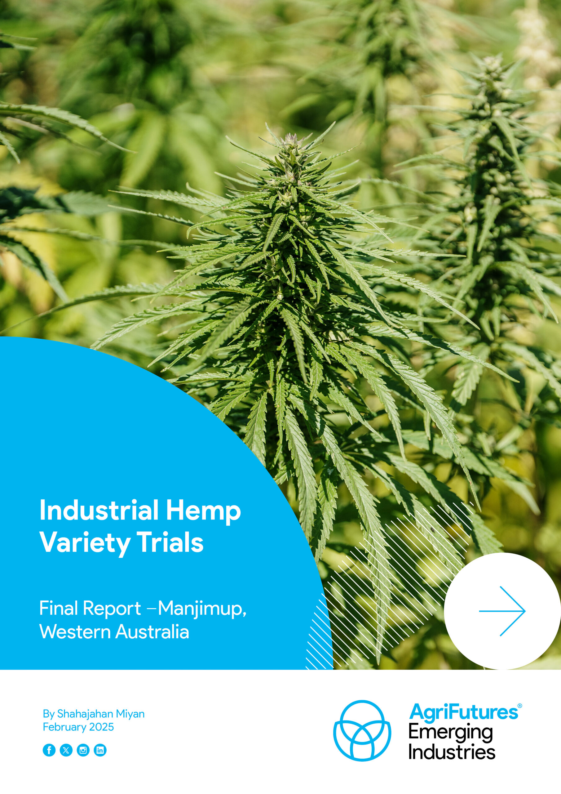 Industrial Hemp Variety Trials Final Report – Manjimup, Western ...