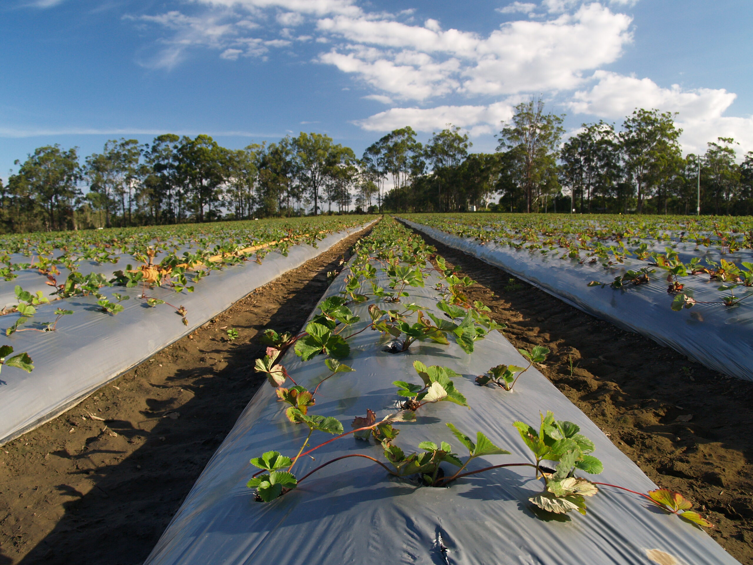 Webinar: Pre Farm Waste Dashboard Launch | AgriFutures Australia